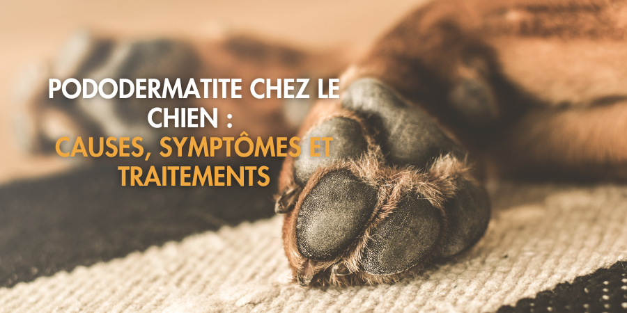 Pododermatite chez le chien : guide complet des symptômes aux ...